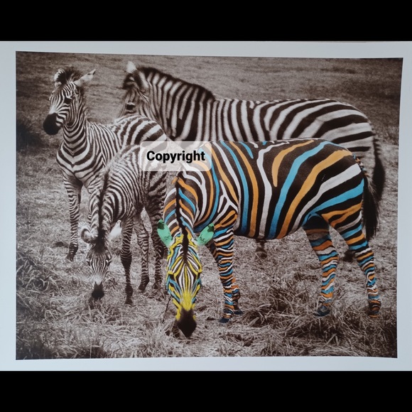 Denise Mari Design | Art | Tropical Climate Zebras Photo Sale | Poshmark